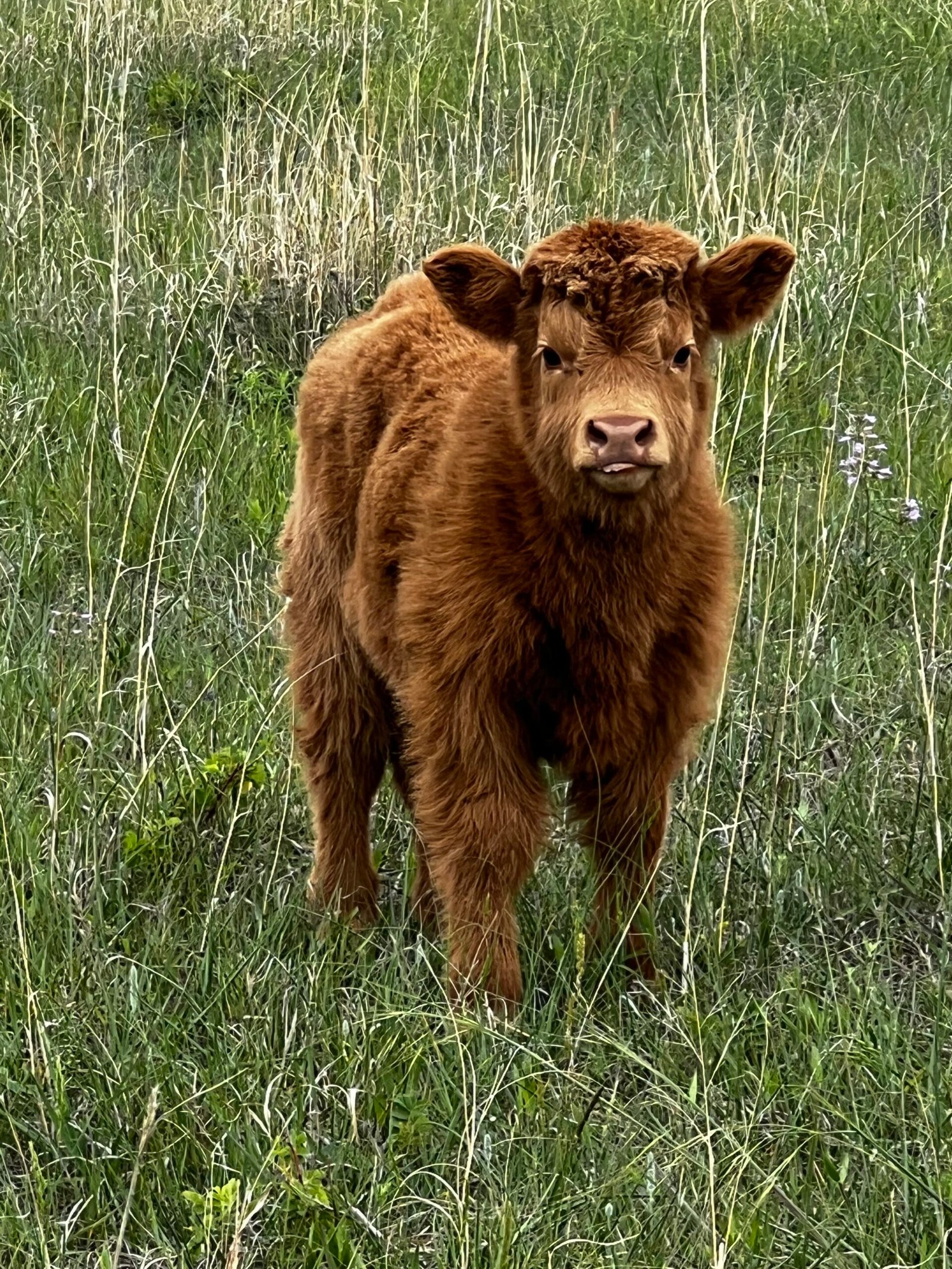 Micro/Mini Red Heifer by Rolling 7 Ranch Co – SOLD 7,250 ...
