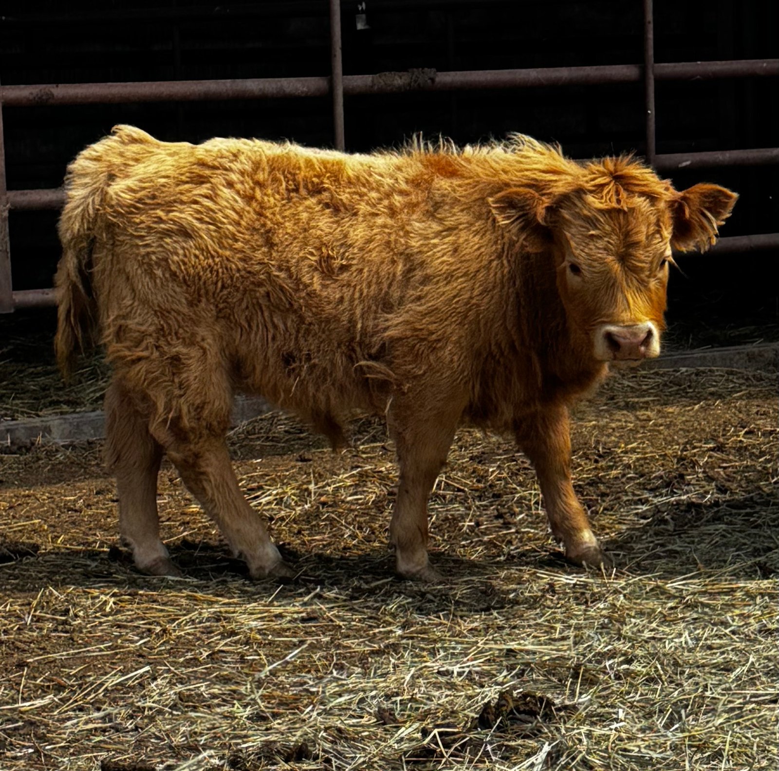 Micro/Mini Red Bull by the McFarland Bros – SOLD 5,000 – HighlandCowAuction