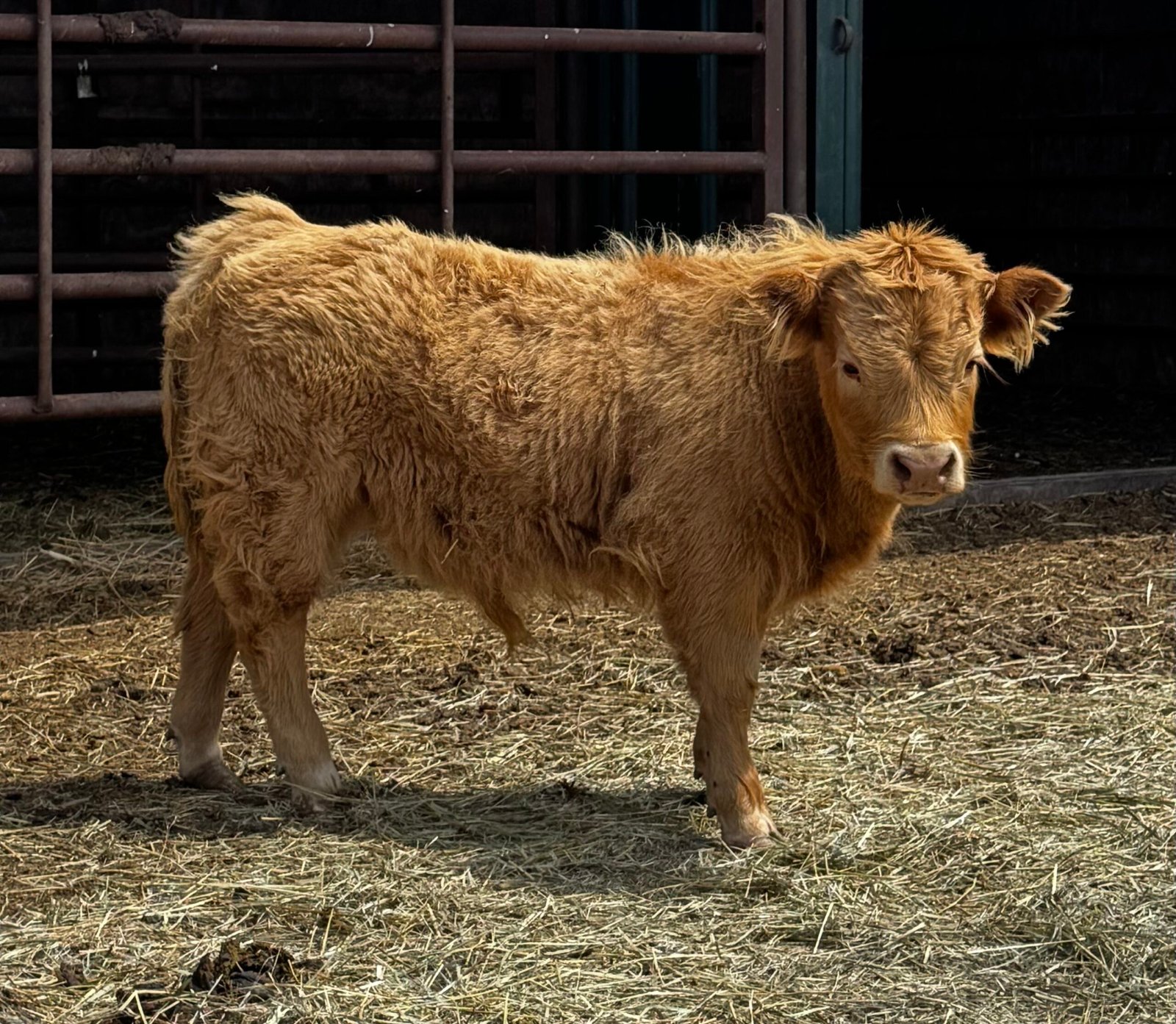 Micro/Mini Red Bull by the McFarland Bros – SOLD 5,000 – HighlandCowAuction