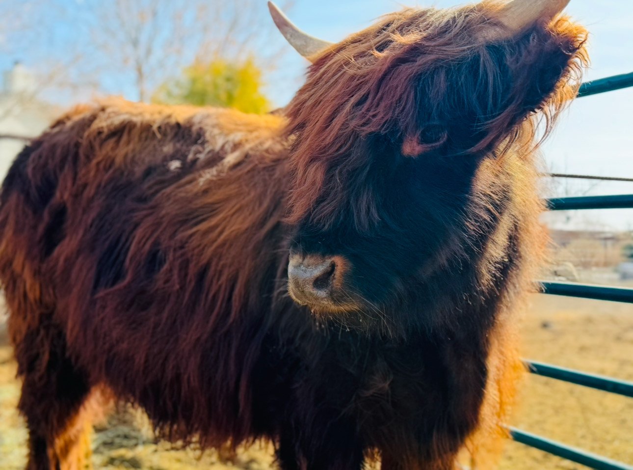 Brindle Miniature Bull – Highland Coo Cattle Co. – HighlandCowAuction